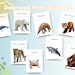 24 Endangered Animals Montessori Flashcards With Fun Facts: Educational ...