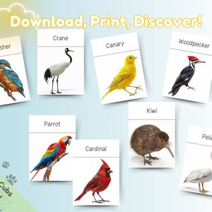 24 Bird Animals Montessori Flashcards With Fun Facts: Educational & Fun ...