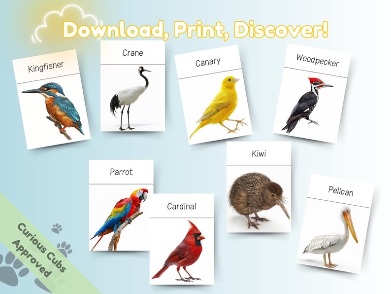 24 Bird Animals Montessori Flashcards With Fun Facts: Educational & Fun ...