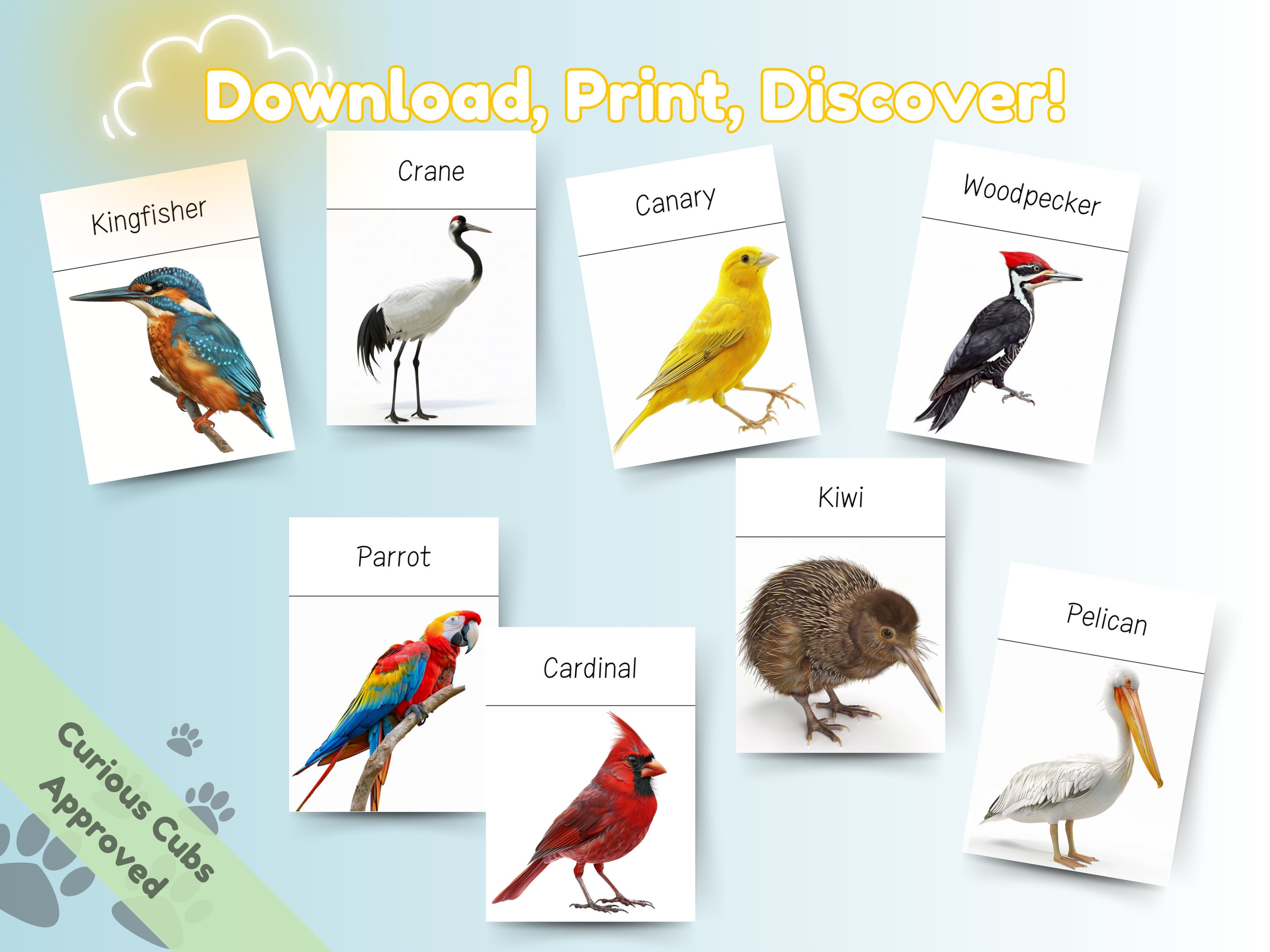 24 Bird Animals Montessori Flashcards With Fun Facts: Educational & Fun ...