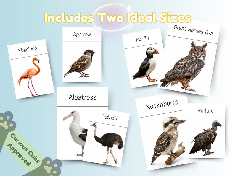 24 Bird Animals Montessori Flashcards With Fun Facts: Educational & Fun ...