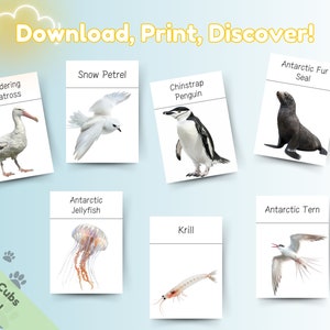 24 Antarctic Animals Montessori Flashcards With Fun Facts: Educational ...