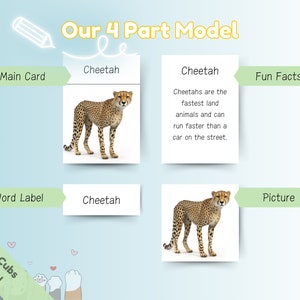 24 Safari Animals Montessori Flashcards With Fun Facts: Educational ...