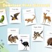 Australian Animals Montessori Flashcards: Fun Facts Printable (digital ...