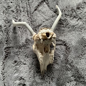 Whitetail Buck Skull With Antlers - Etsy