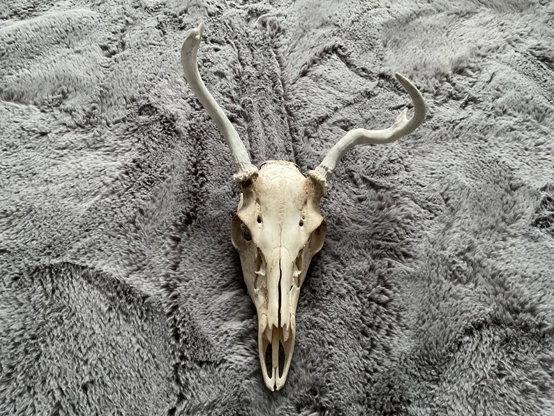 Whitetail Buck Skull With Antlers - Etsy