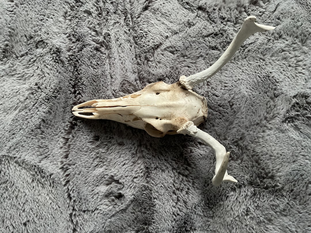 Whitetail Buck Skull With Antlers - Etsy