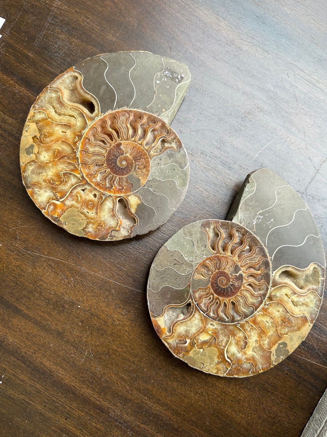Cool Fossil - Etsy