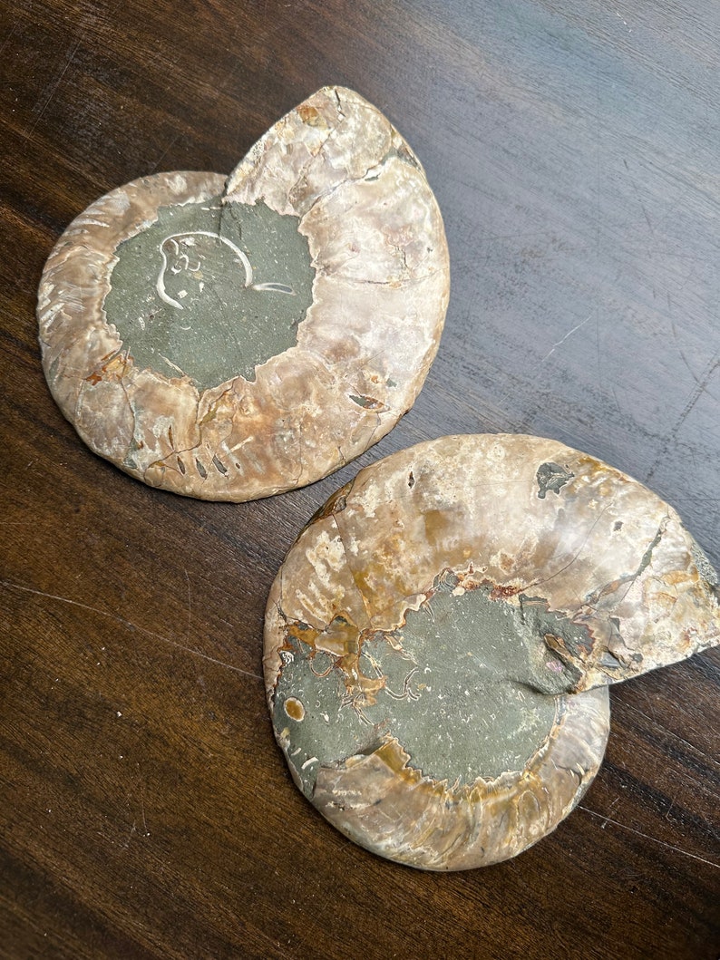 Cool Fossil - Etsy