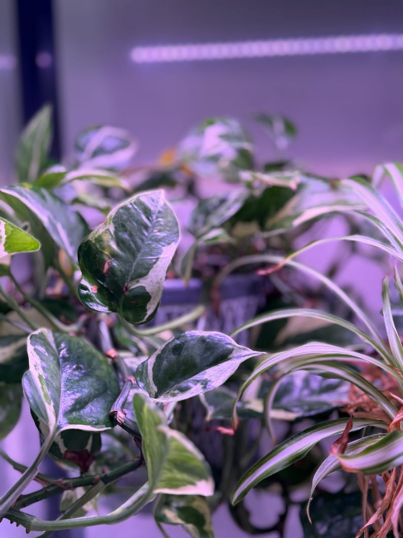 Variegated Pothos Plant Propogations - Etsy