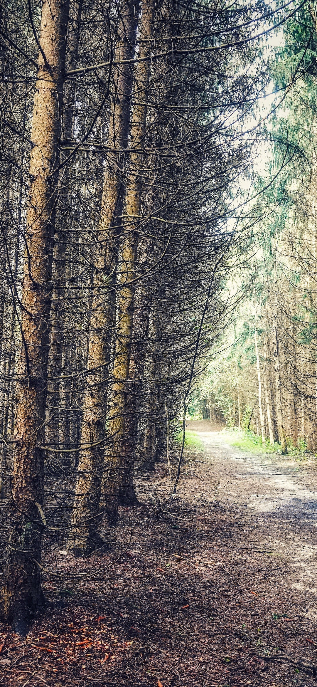 Tree Farm Trail Mobile Phone Wallpaper Background Cuyahoga Valley ...