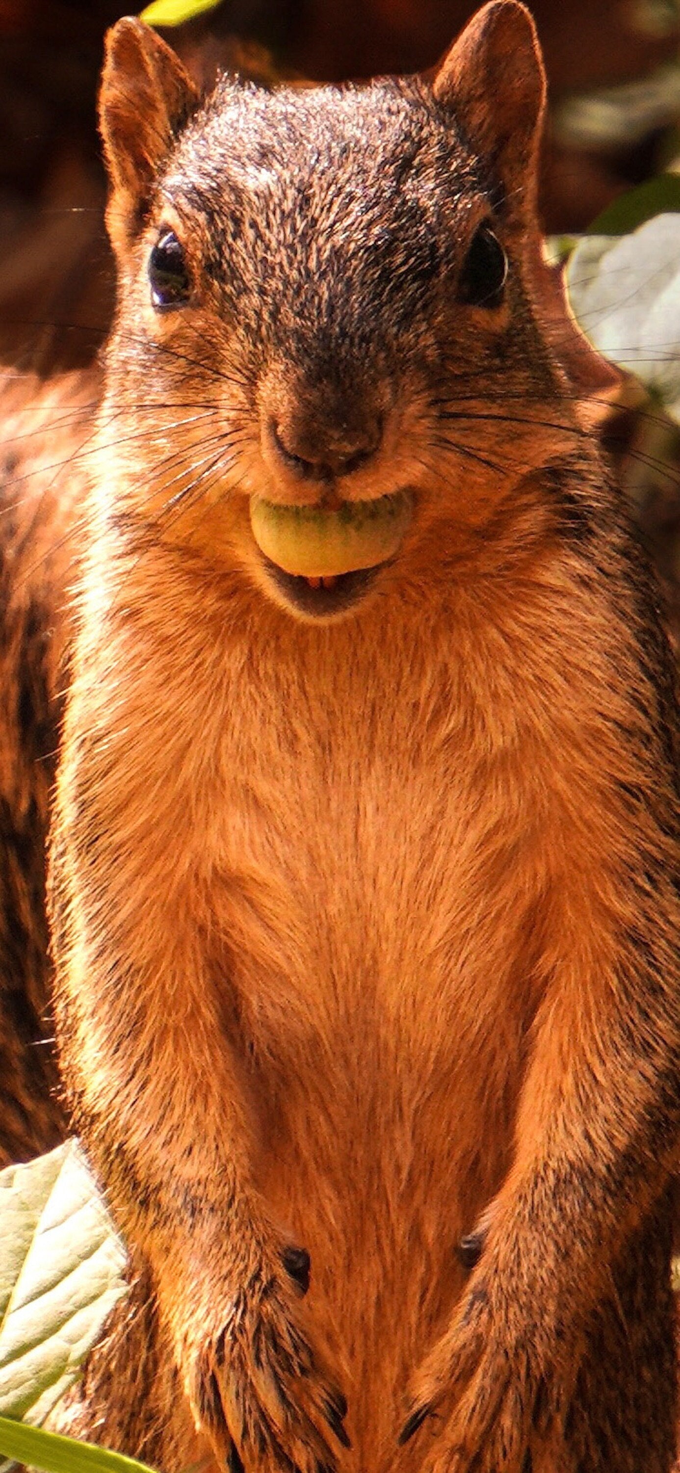 Mobile Phone Background Wallpaper Squirrel Digital Photo Cuyahoga ...