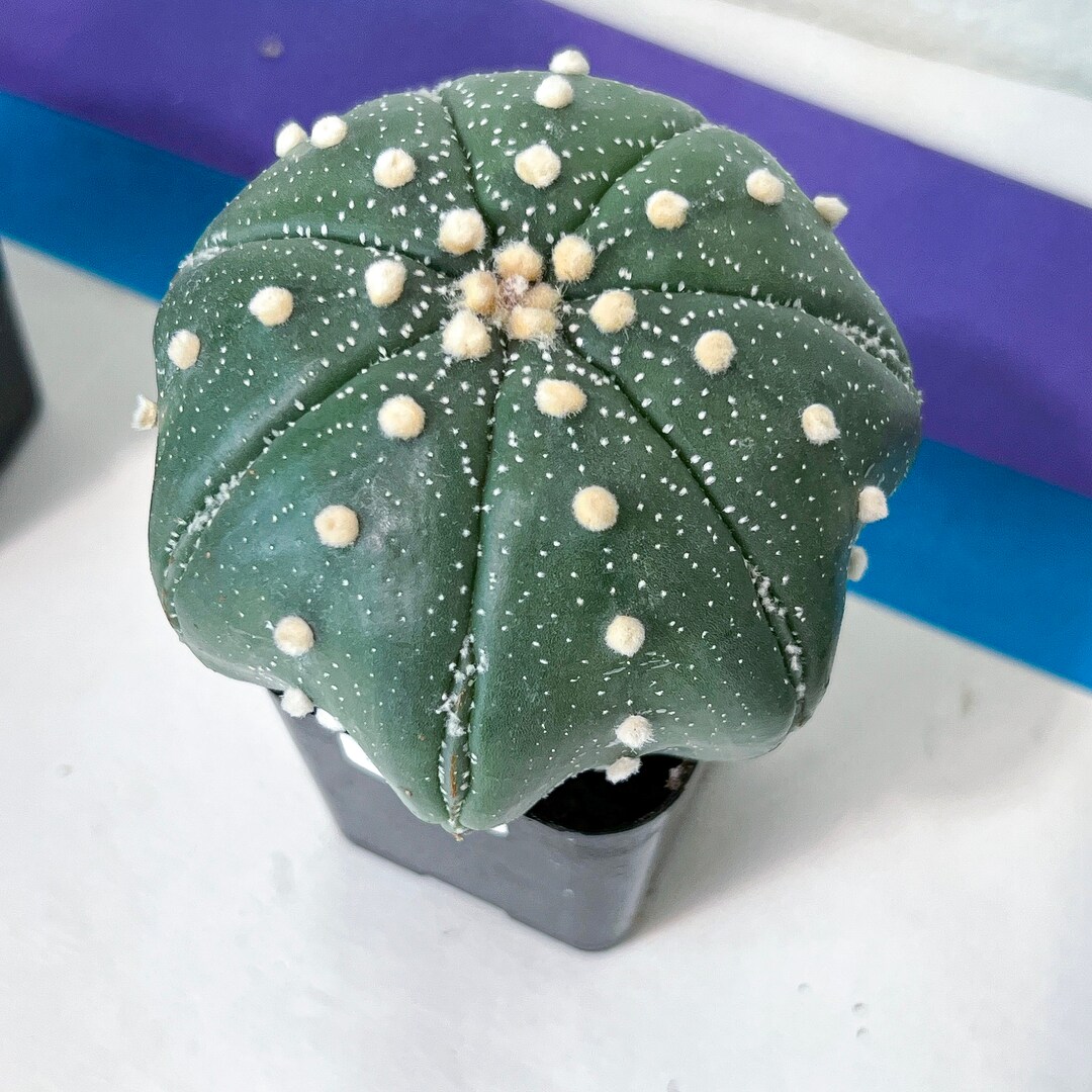 Green Cactus Super Kabuto Nudum TC21 From Japan Myriostigma Cactus ...