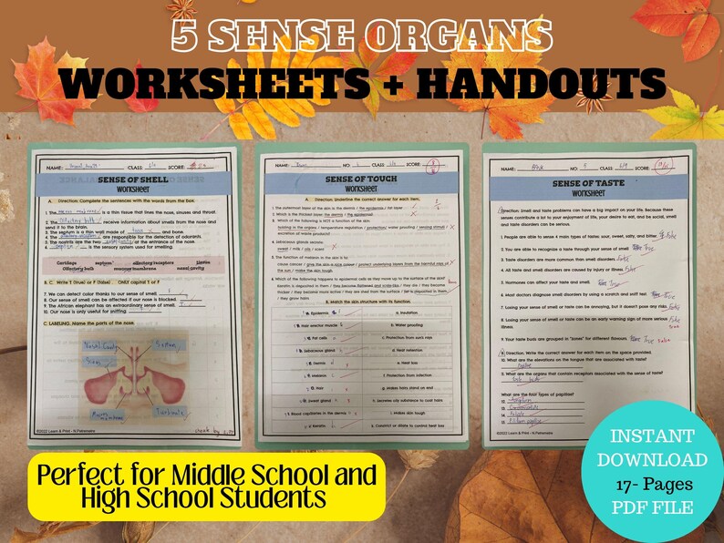 Five Senses Worksheets and Outlines, Human Senses, Eyes, Nose, Ears ...