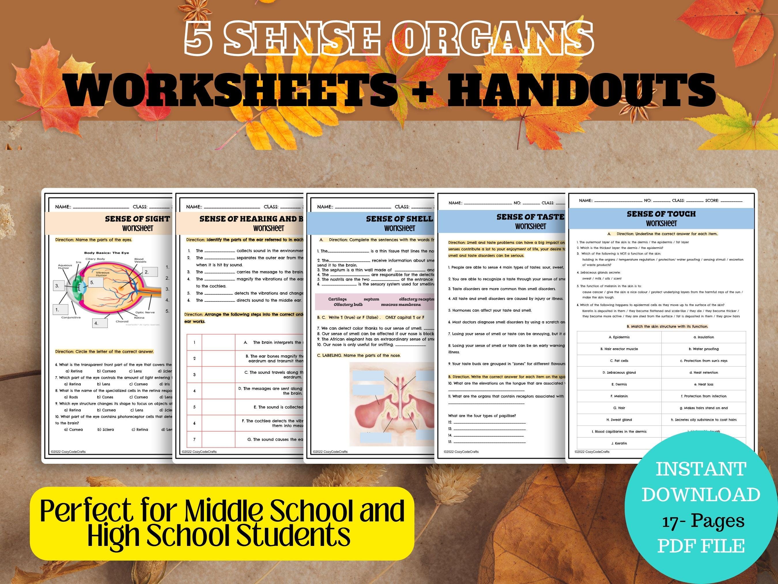 Five Senses Worksheets and Outlines, Human Senses, Eyes, Nose, Ears ...