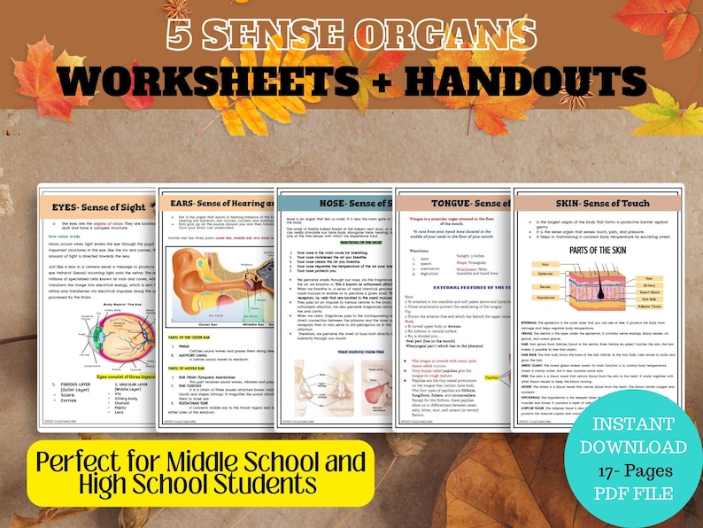 Five Senses Worksheets and Outlines, Human Senses, Eyes, Nose, Ears ...