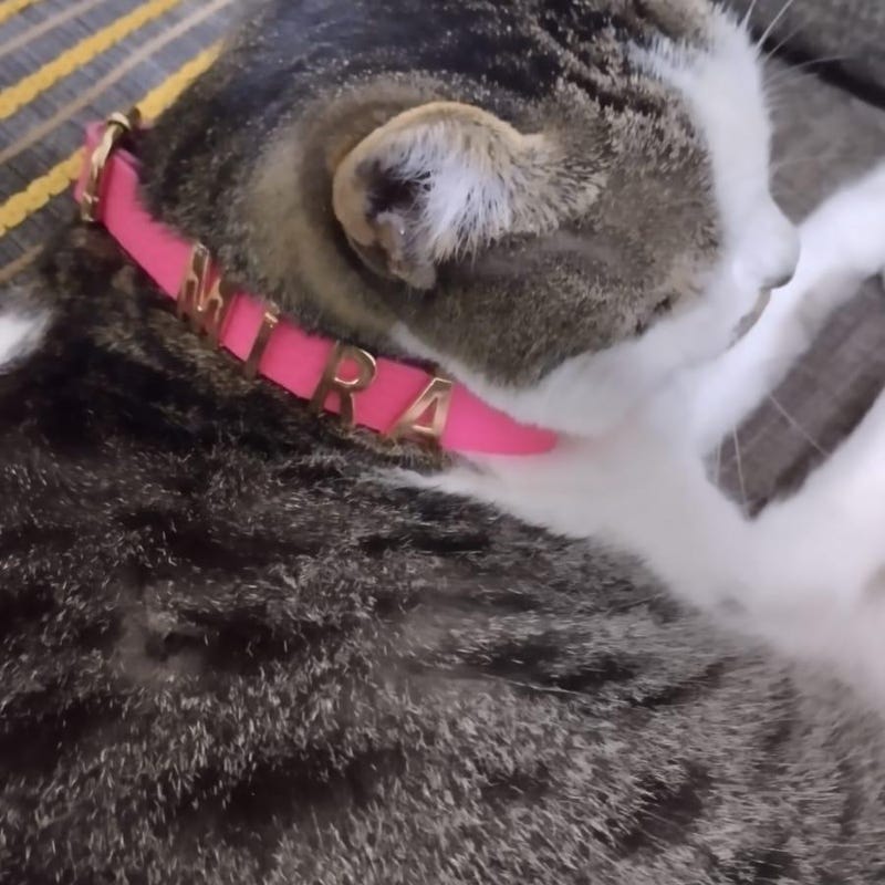 Custom Cat Collar - Etsy