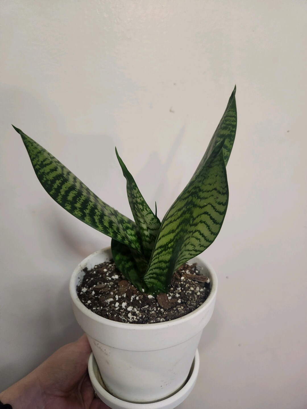 Snake Plant in White Ceramic Pot. - Etsy