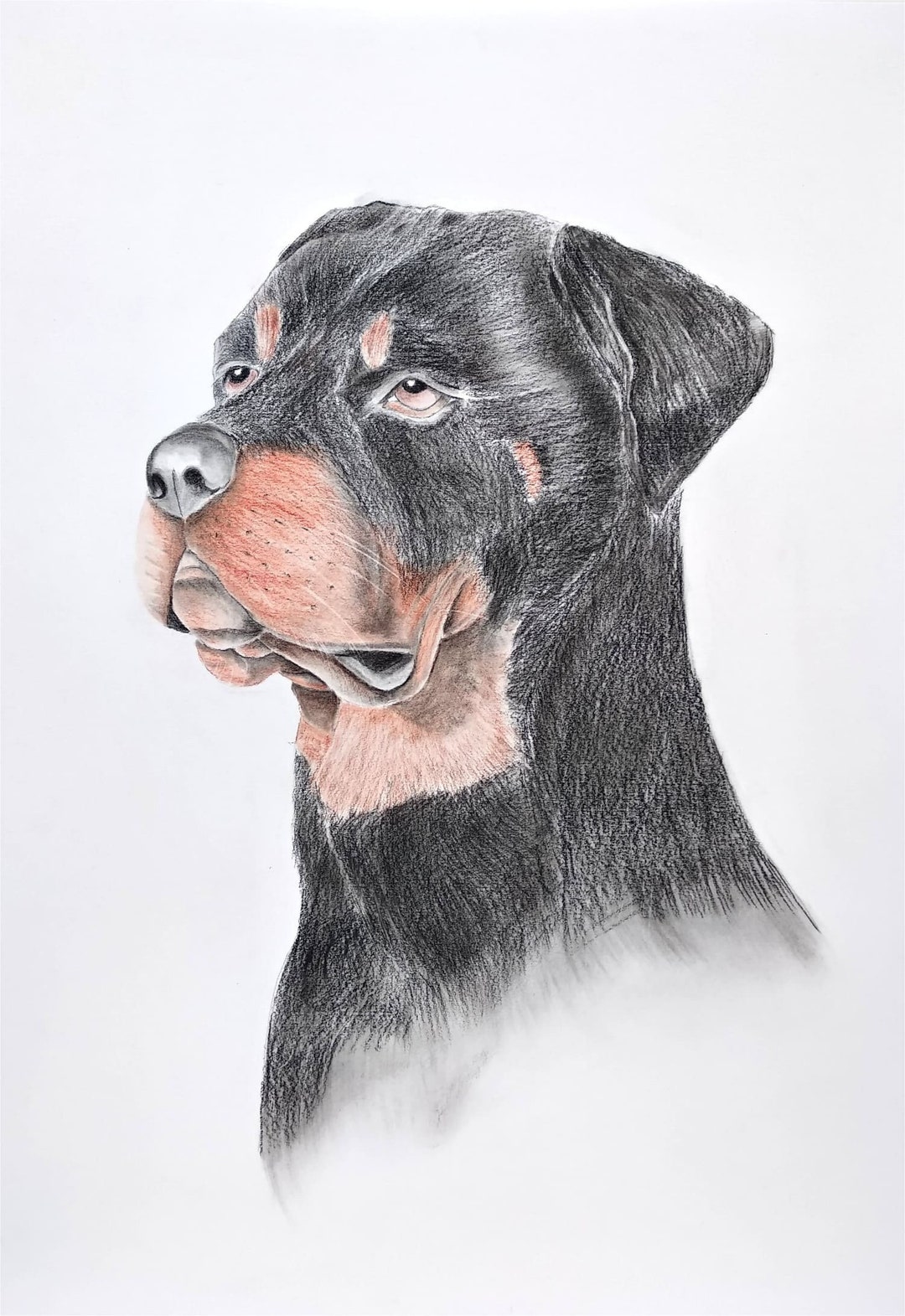 Rottweiler Dog Portrait, Rottweiler Handmade Drawing, Rottweiler ...