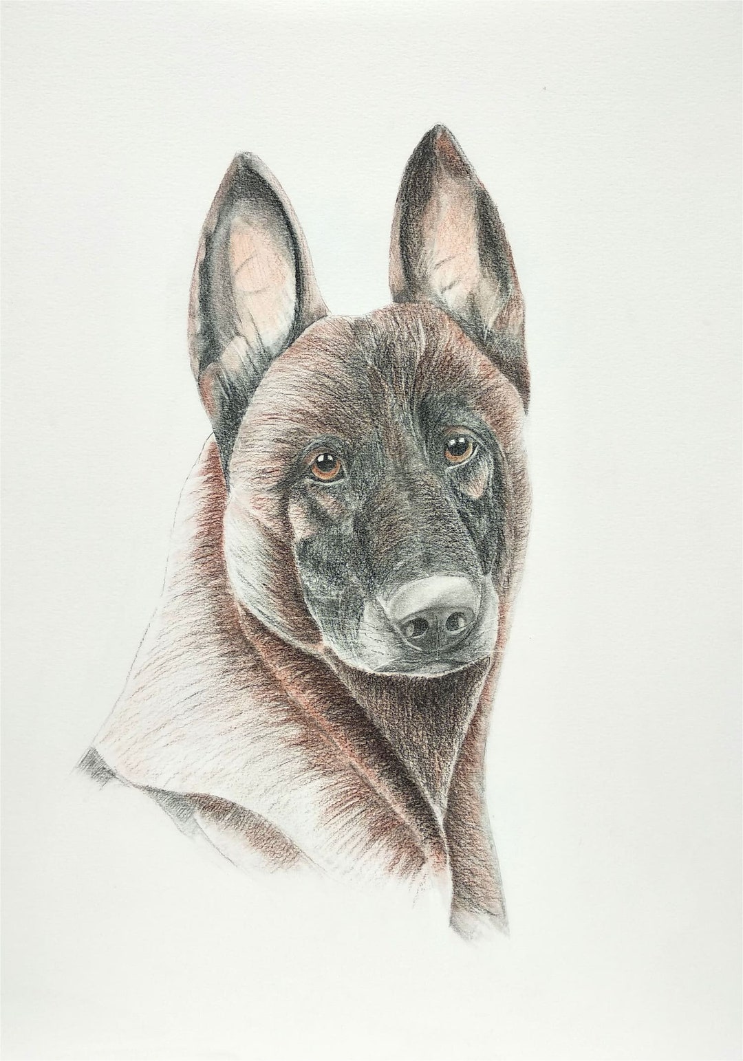 Belgian Malinois Dog Portrait, Hand Painted Malinois, Belgian Malinois ...