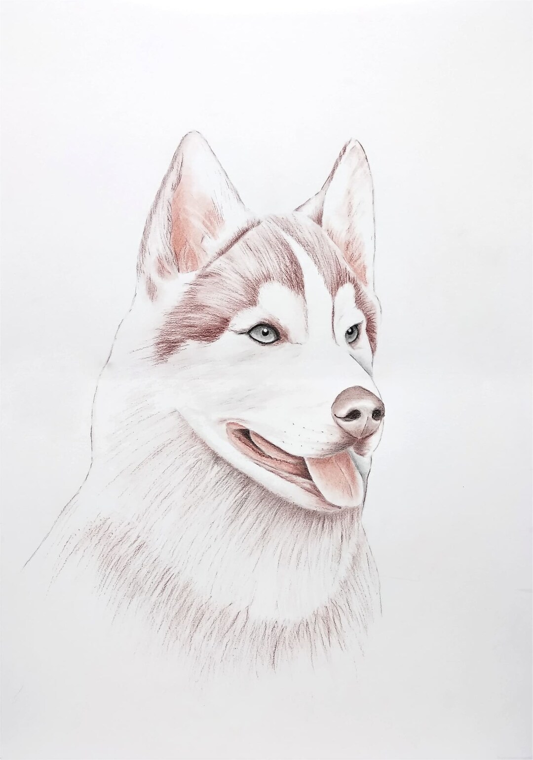 Siberian Husky Dog Portrait, Siberian Husky Drawing, Siberian Husky ...