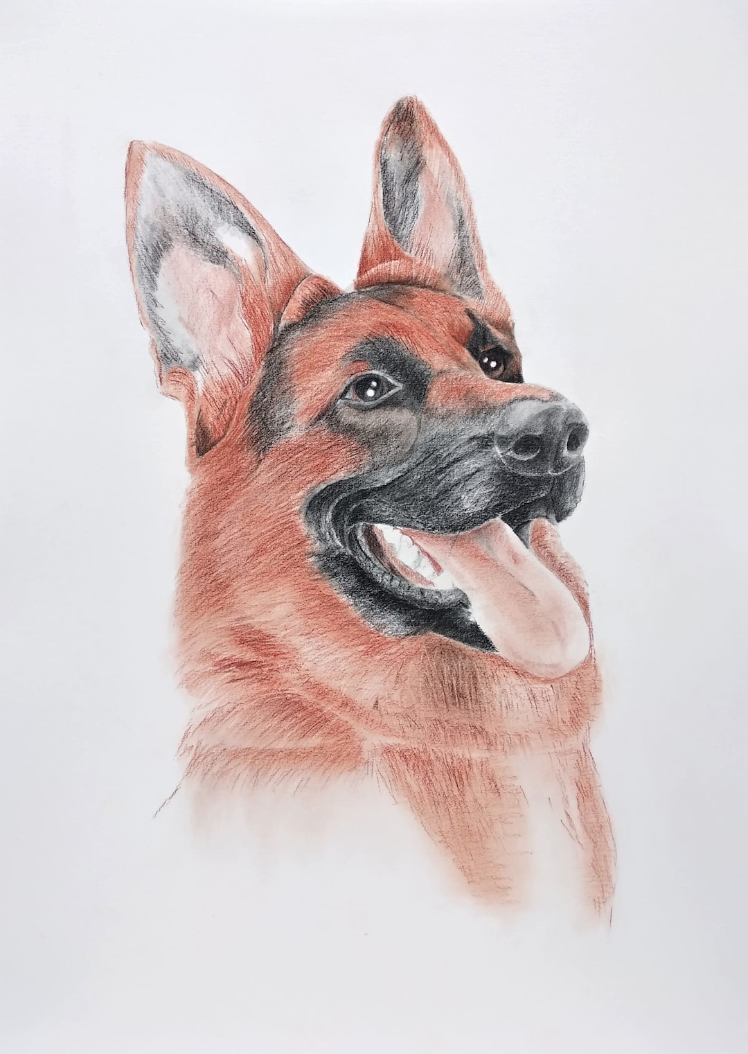 German Shepherd Dog Portrait, German Shepherd Dog Drawing, German ...