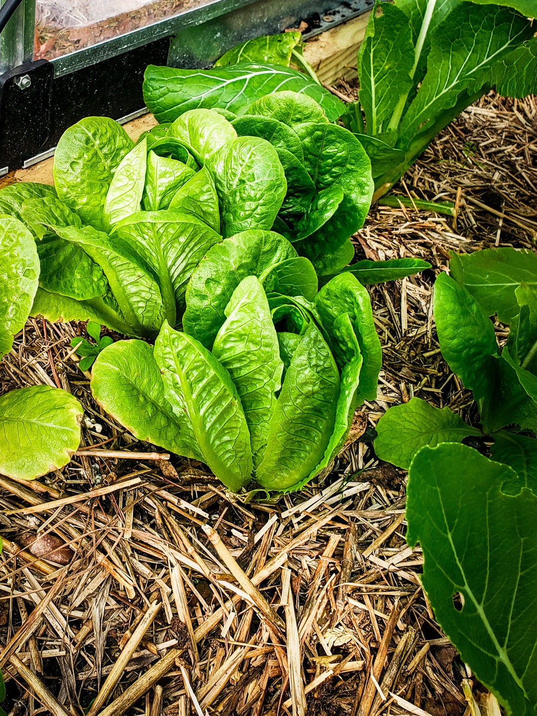 Parris Island Cos Romain Lettuce Seeds - Etsy