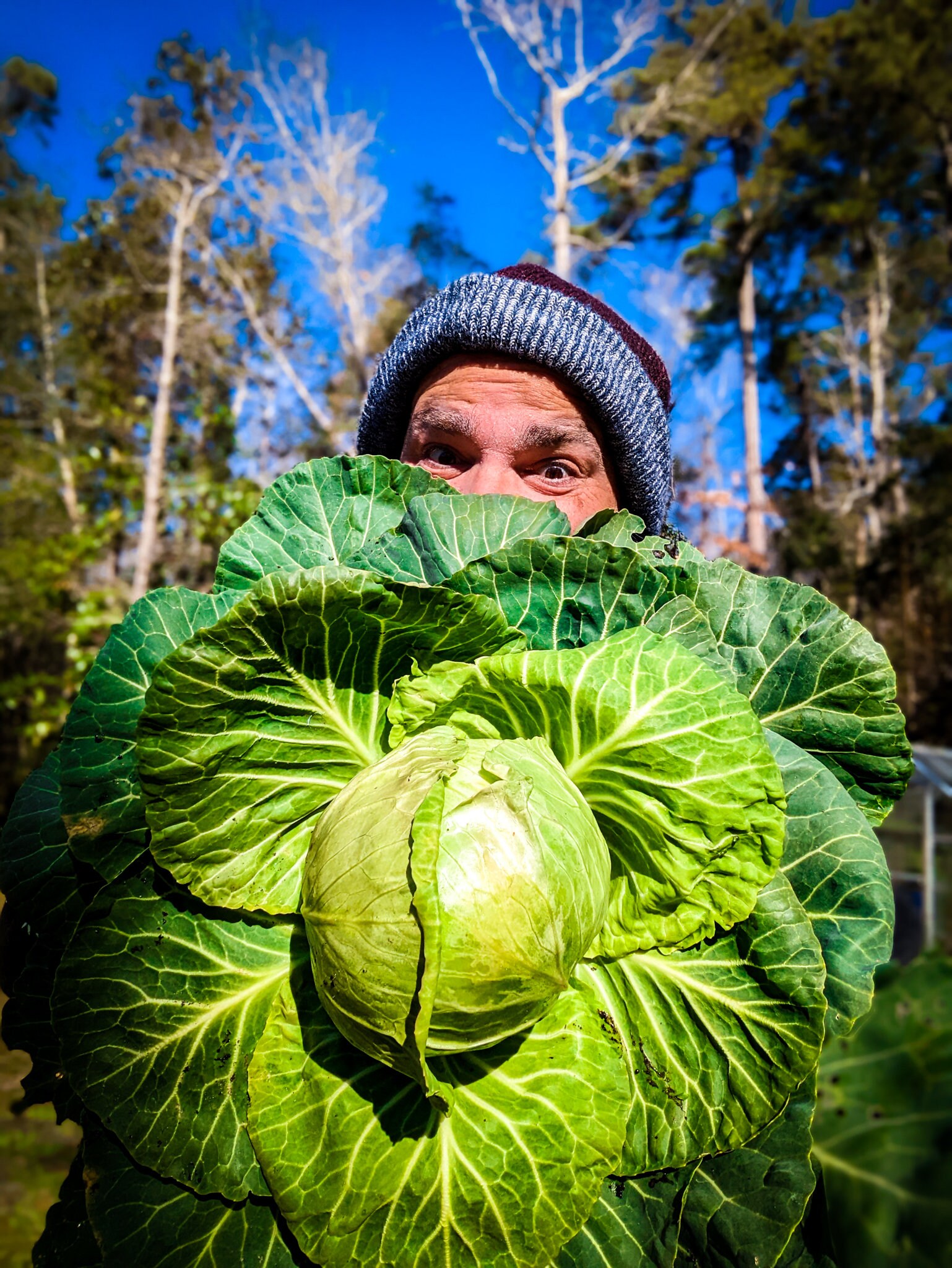 Early Round Dutch Cabbage Seeds - Etsy