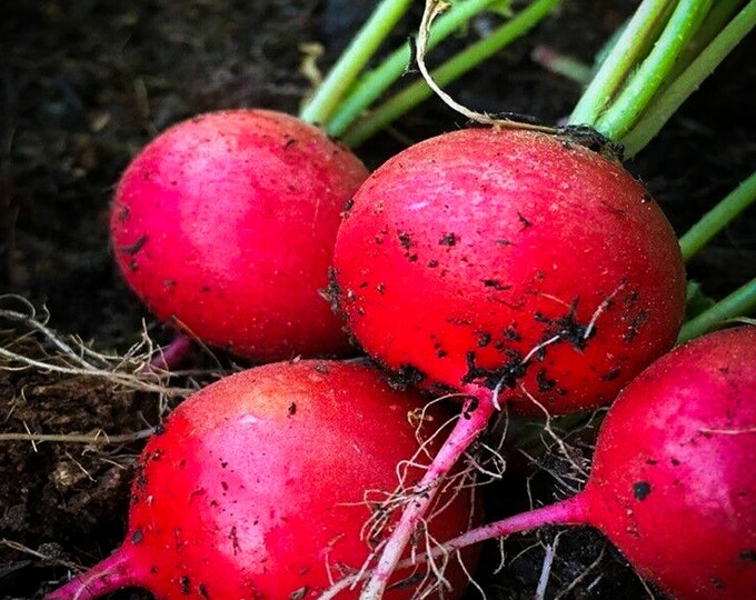 Early Scarlet Globe Radish Seeds Organic & Non Gmo Radish Seeds ...