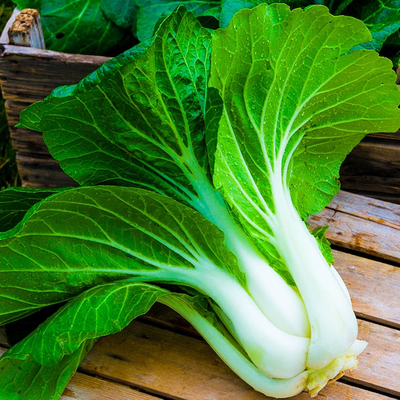 Pak Choi Seeds (bok Choy) Seeds - Etsy