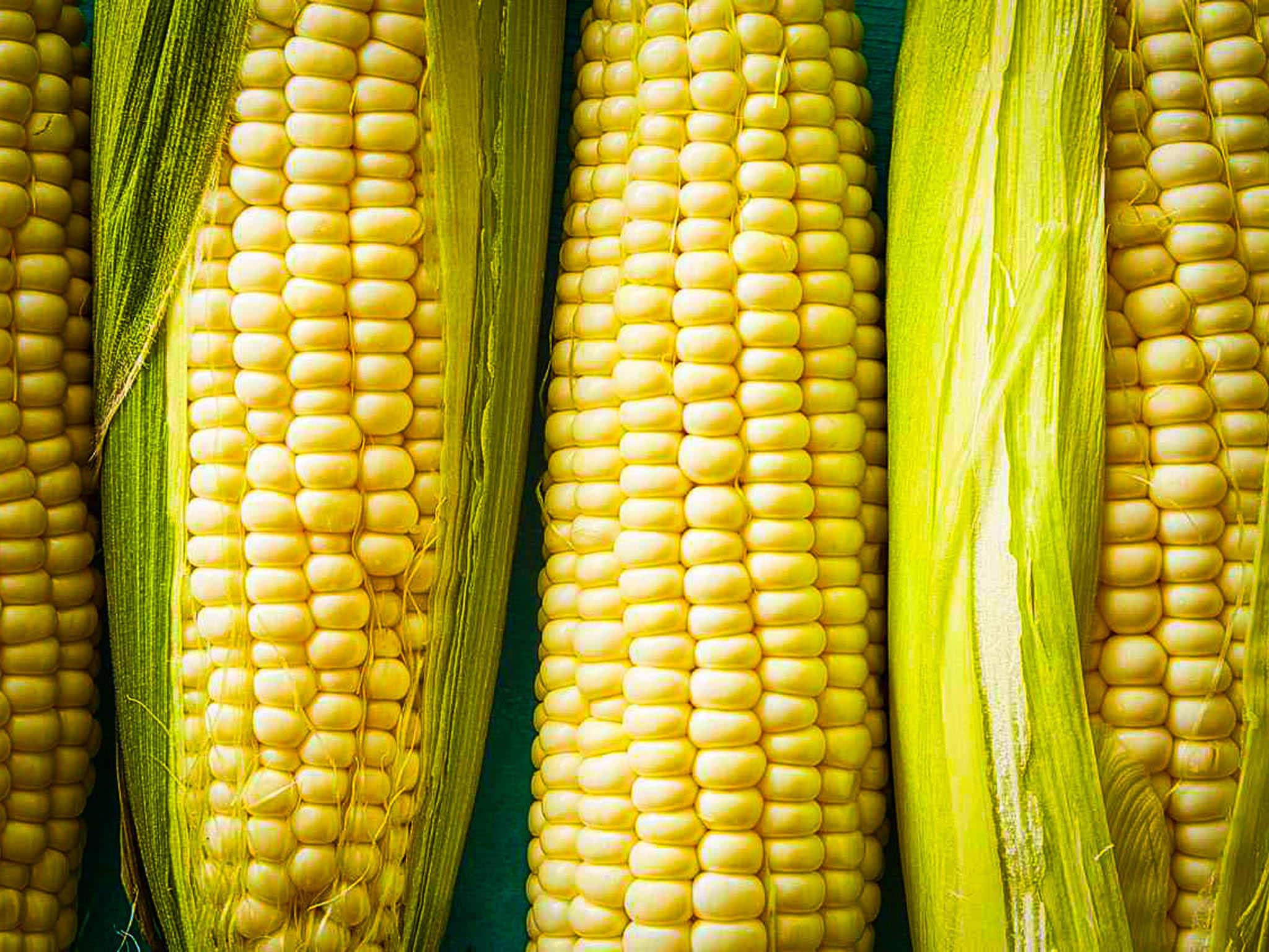 Silver King Corn Seeds - Etsy