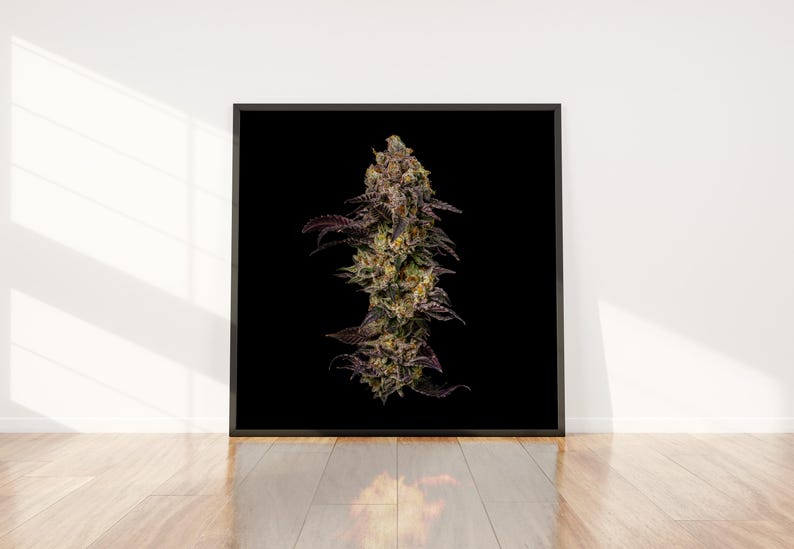 Gelatti X Creamsicle Cannabis Plant Poster – Trichome Wall Art - Etsy