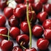 4 Cherry Pics - Etsy