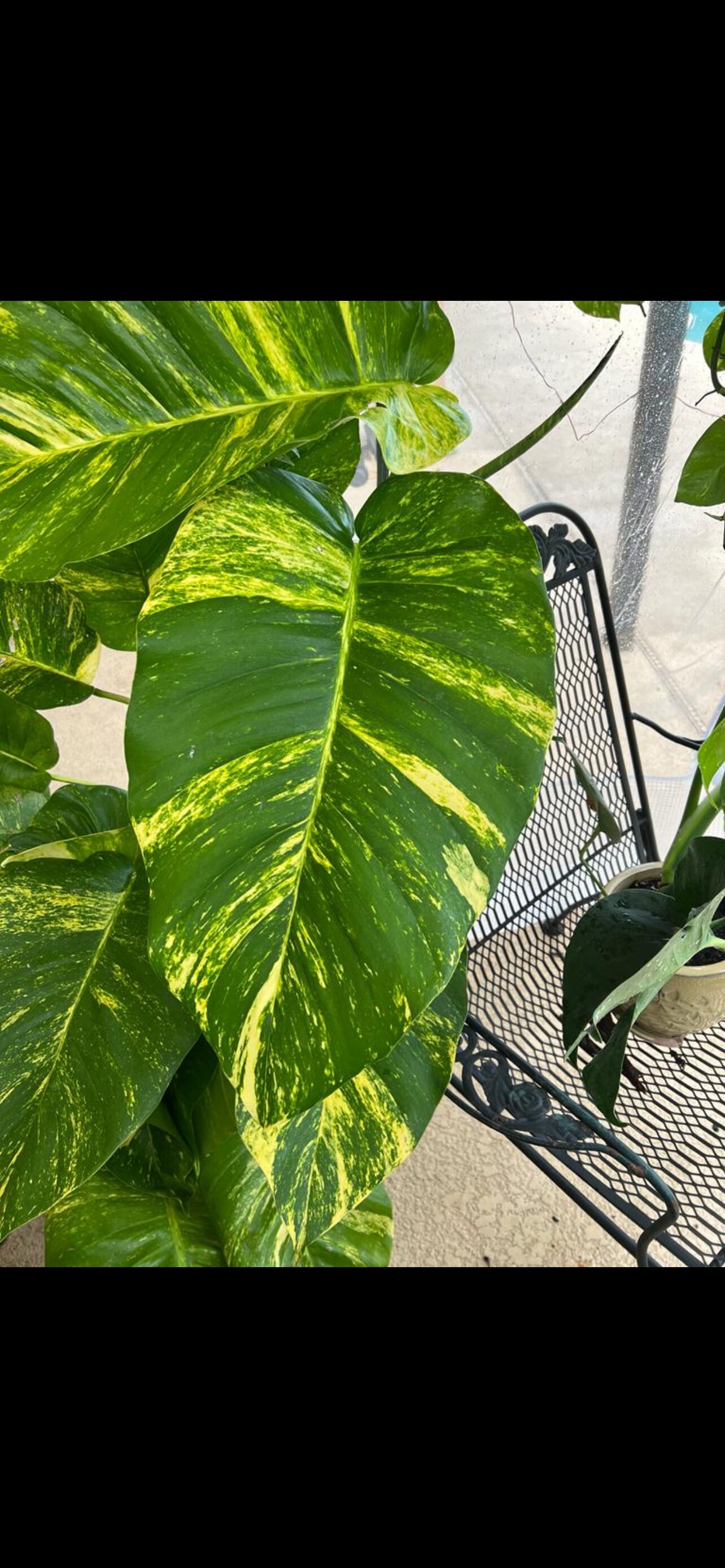 Giant Pothos Variagate Aurea With Roots, Multiples Giant Leafs - Etsy ...