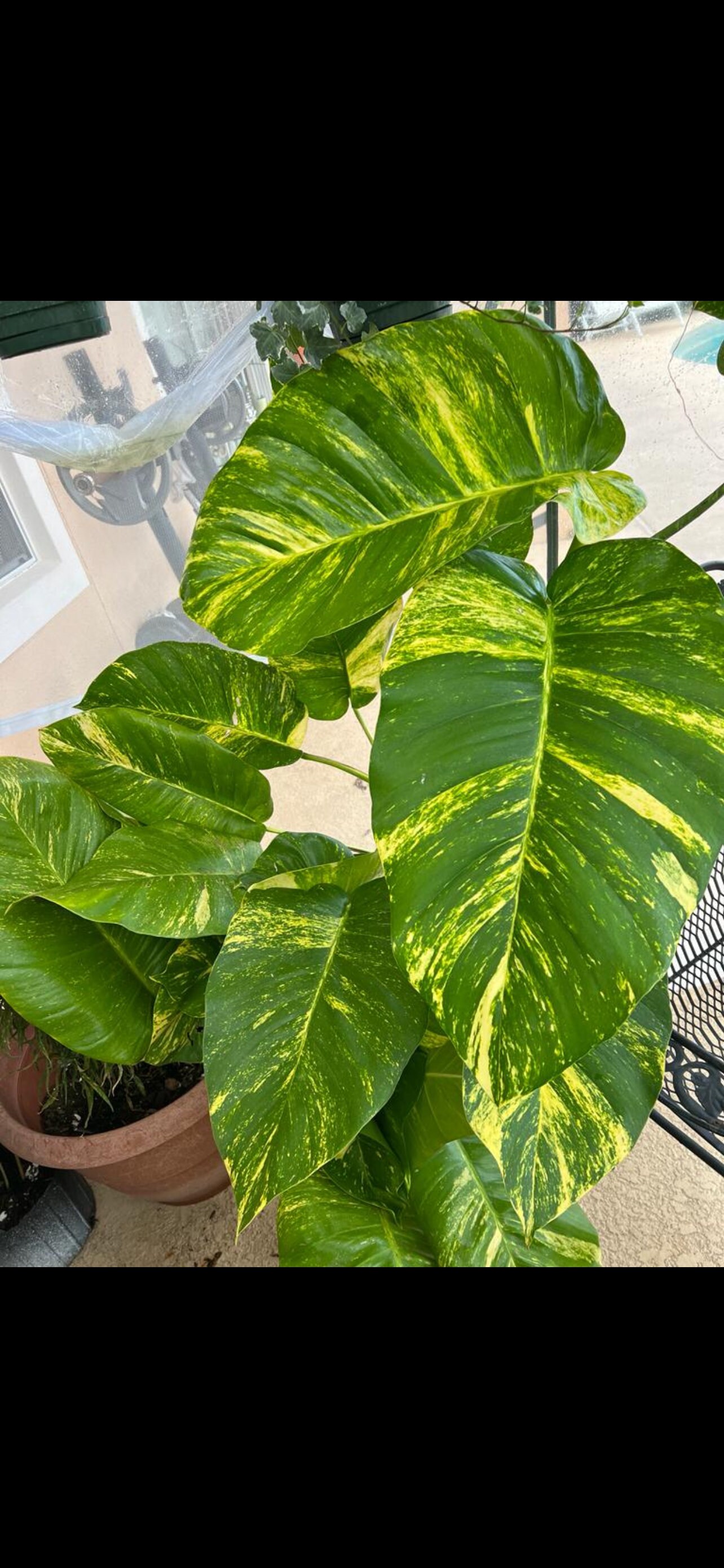 Giant Pothos Variagate Aurea With Roots, Multiples Giant Leafs - Etsy ...
