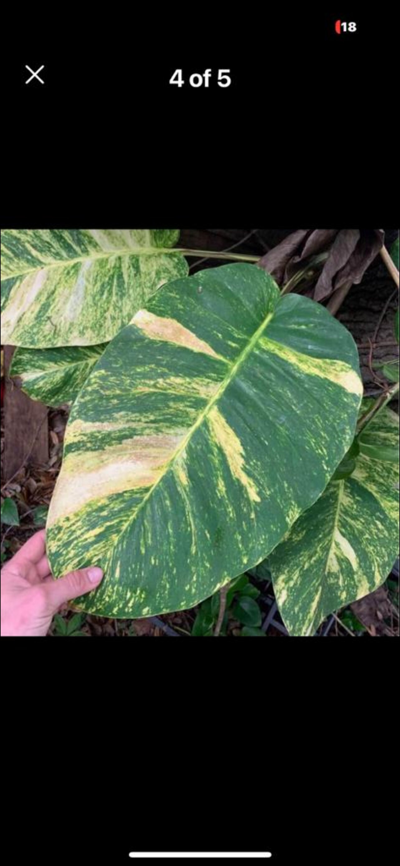 Giant Pothos Variagate Aurea With Roots, Multiples Giant Leafs - Etsy ...