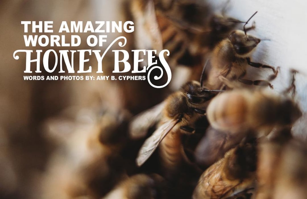 Honey Bee Educational Posters - DIGITAL PRINTS - Etsy