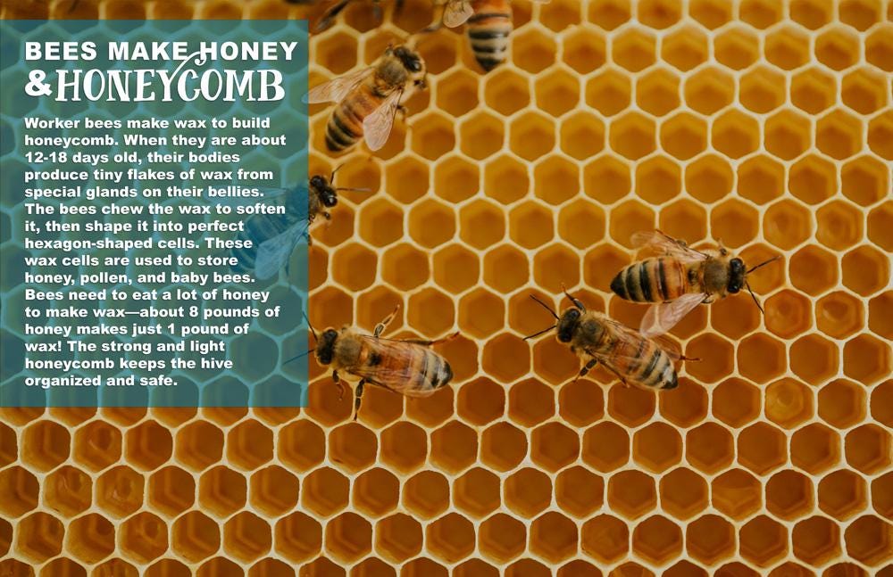 Honey Bee Educational Posters - DIGITAL PRINTS - Etsy