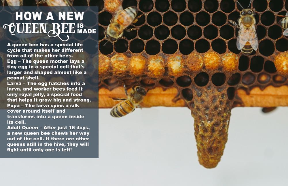 Honey Bee Educational Posters - DIGITAL PRINTS - Etsy