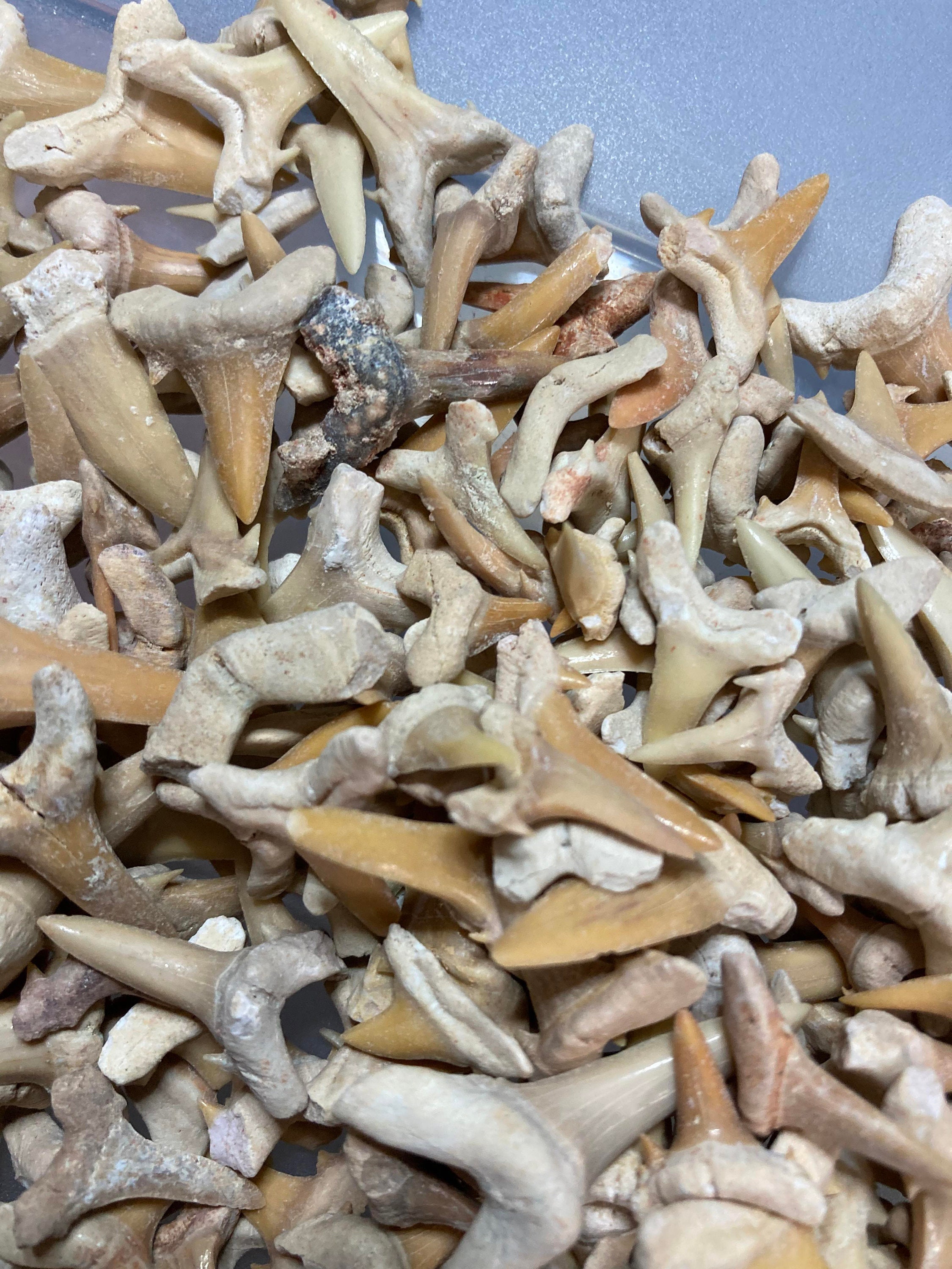 Wholesale Lot of 100+ Fossil Shark Teeth Morocco - Etsy