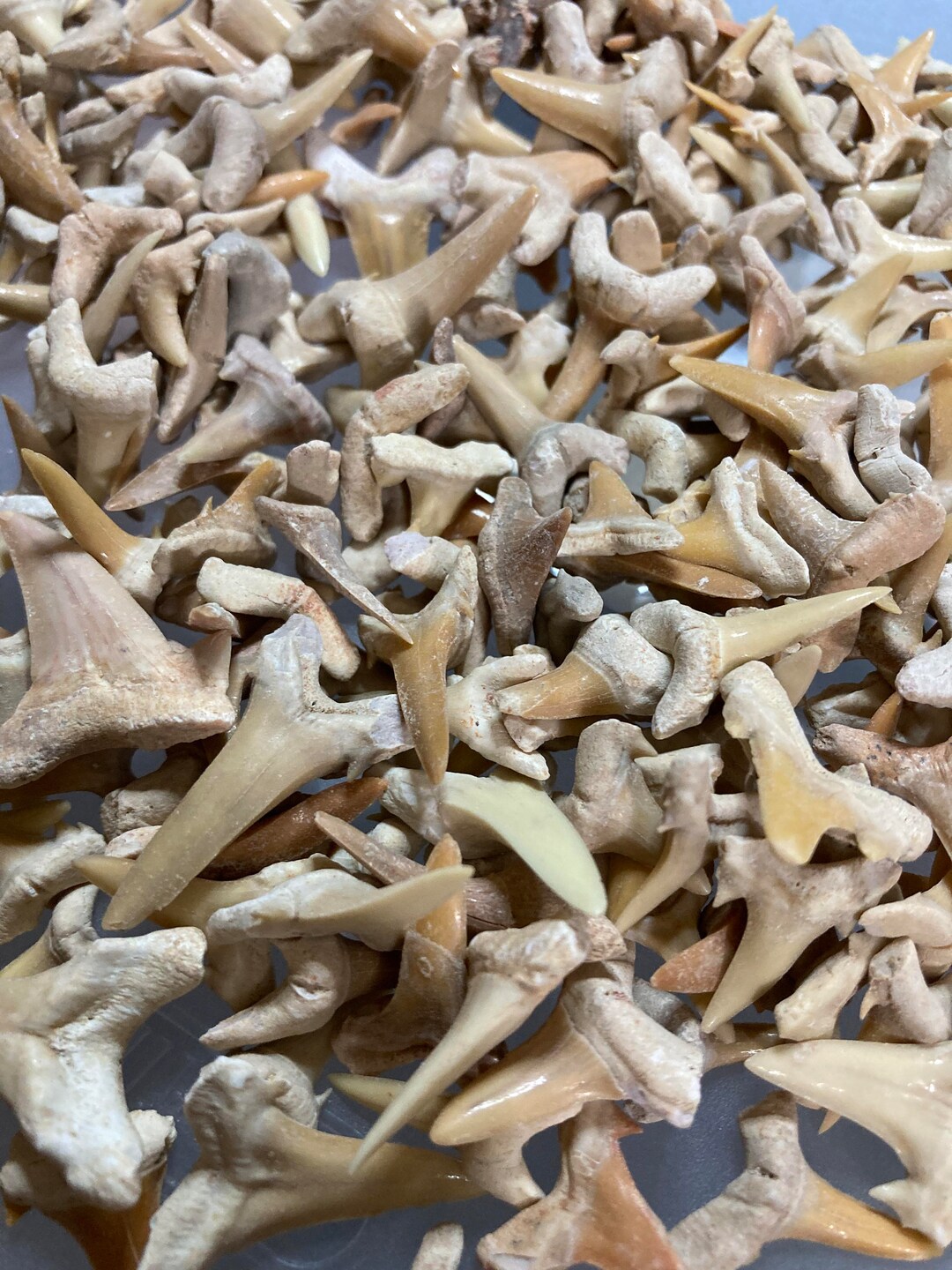 Wholesale Lot of 100+ Fossil Shark Teeth Morocco - Etsy