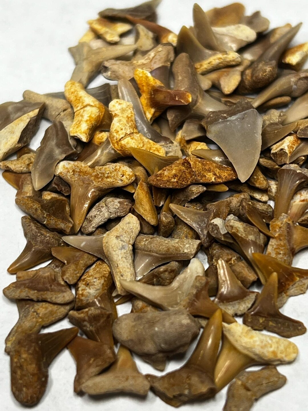 Lot of 100+ Small Fossil Shark Teeth Western Sahara - Etsy