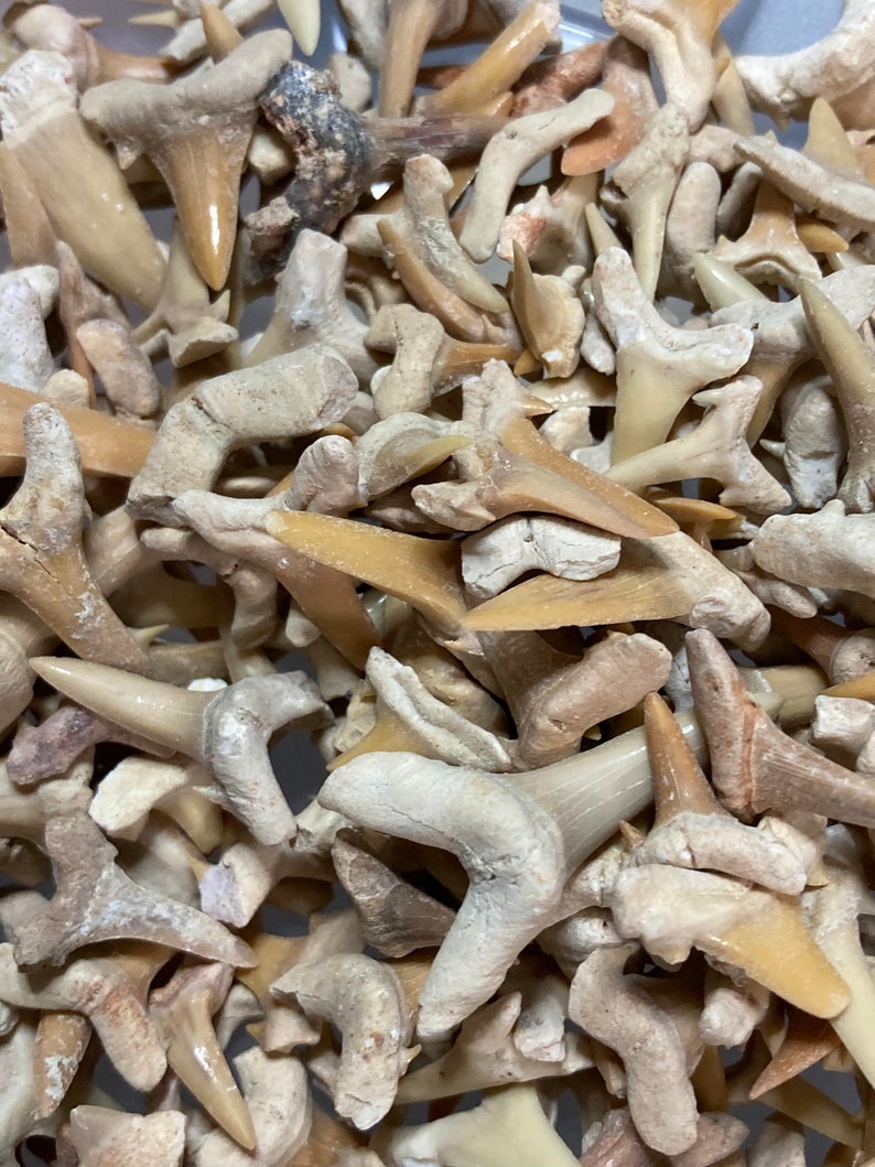 Wholesale Lot of 1000+ Fossil Shark Teeth Morocco - Etsy