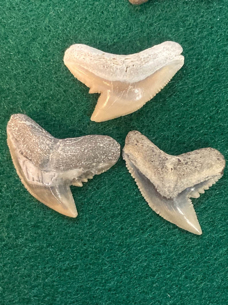 Lot of 3 Fossil Tiger Shark Teeth Southeastern USA - Etsy