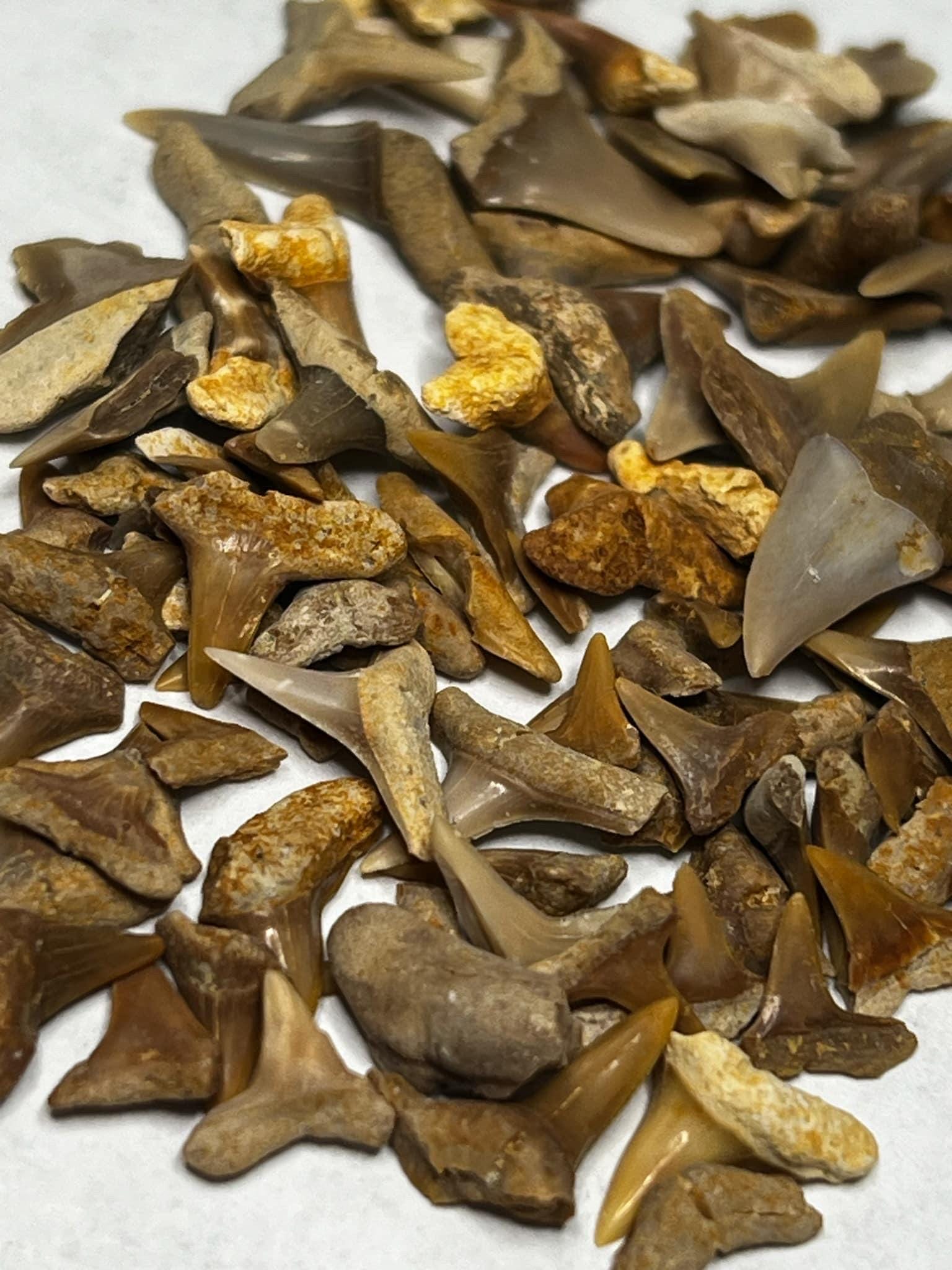 Lot of 100+ Small Fossil Shark Teeth Western Sahara - Etsy