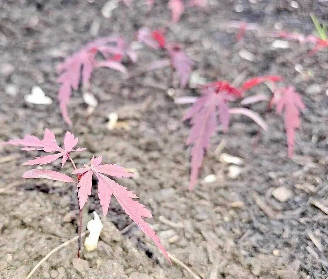 Japanese Red Maple Seedlings 2-4 - Etsy