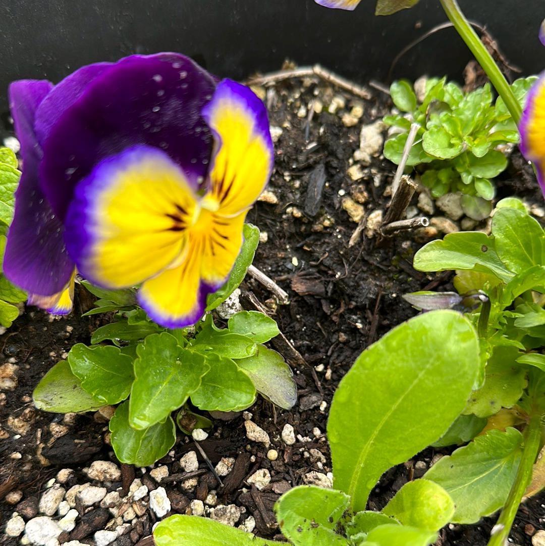 Matrix Midnight Glow Pansy - Etsy