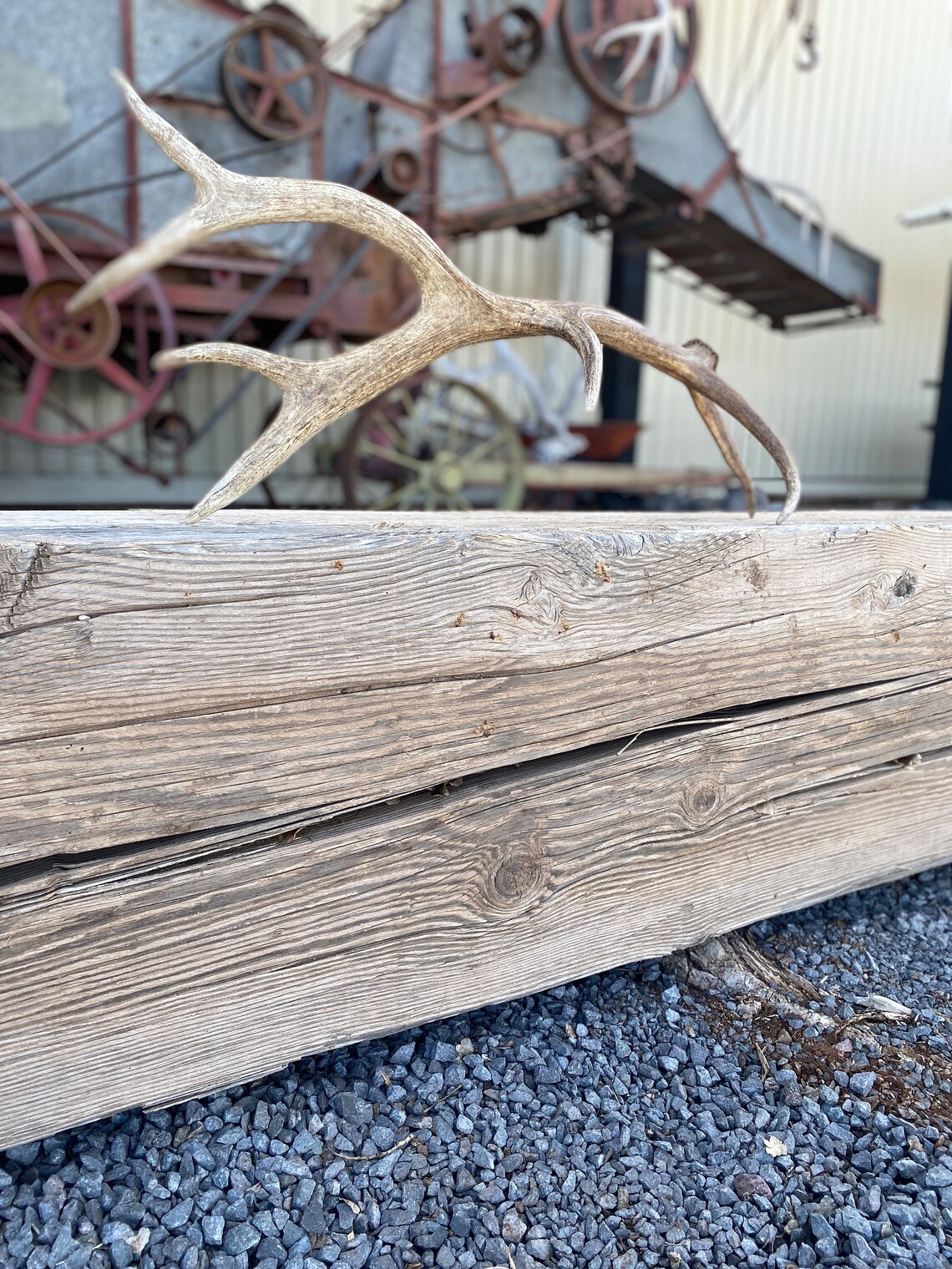 7 Pt Elk Shed ~ Antler - Etsy