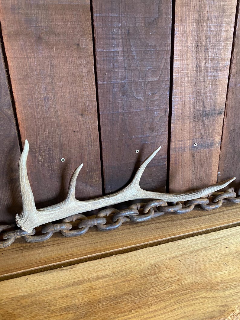 Little Gem Elk Shed ~antler ~ Rare Decor - Etsy