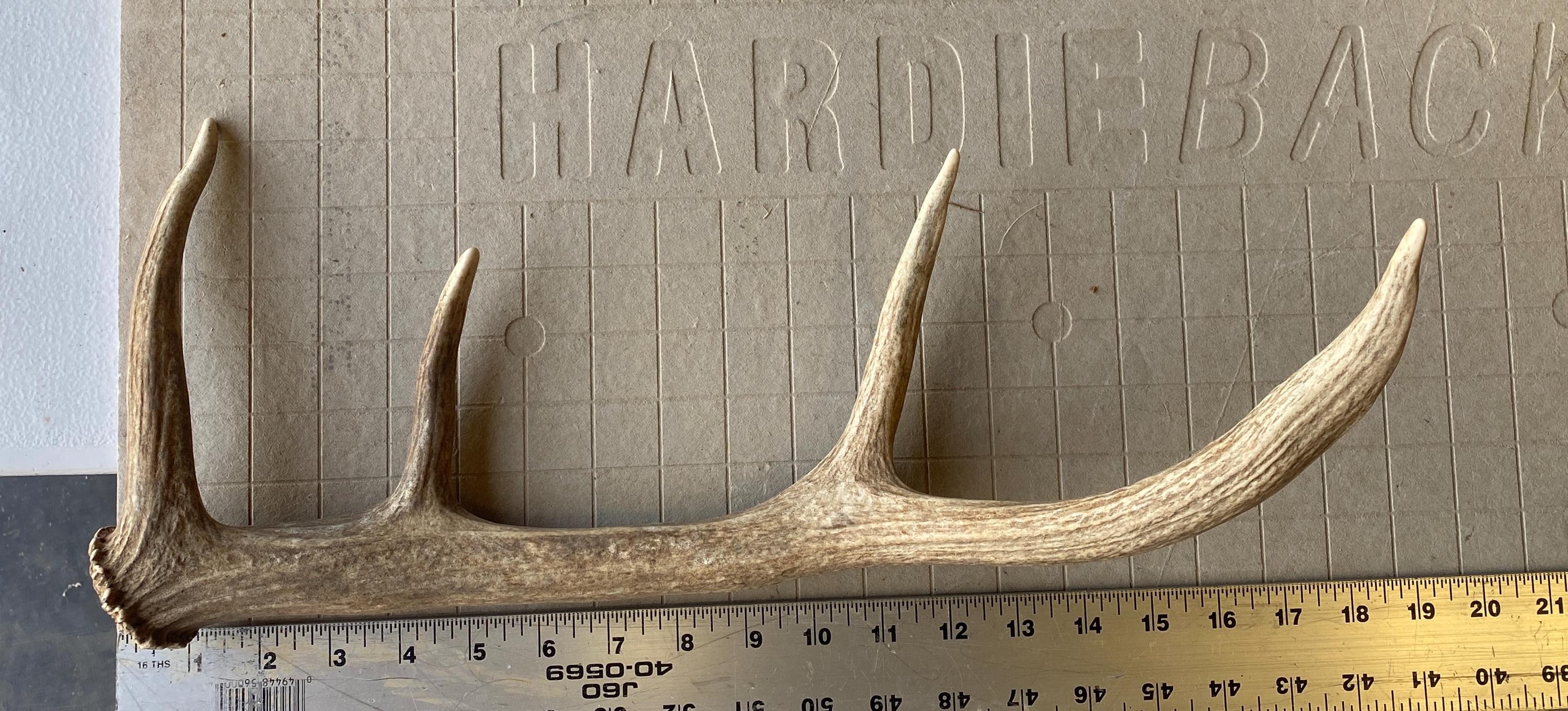 Little Gem Elk Shed ~antler ~ Rare Decor - Etsy